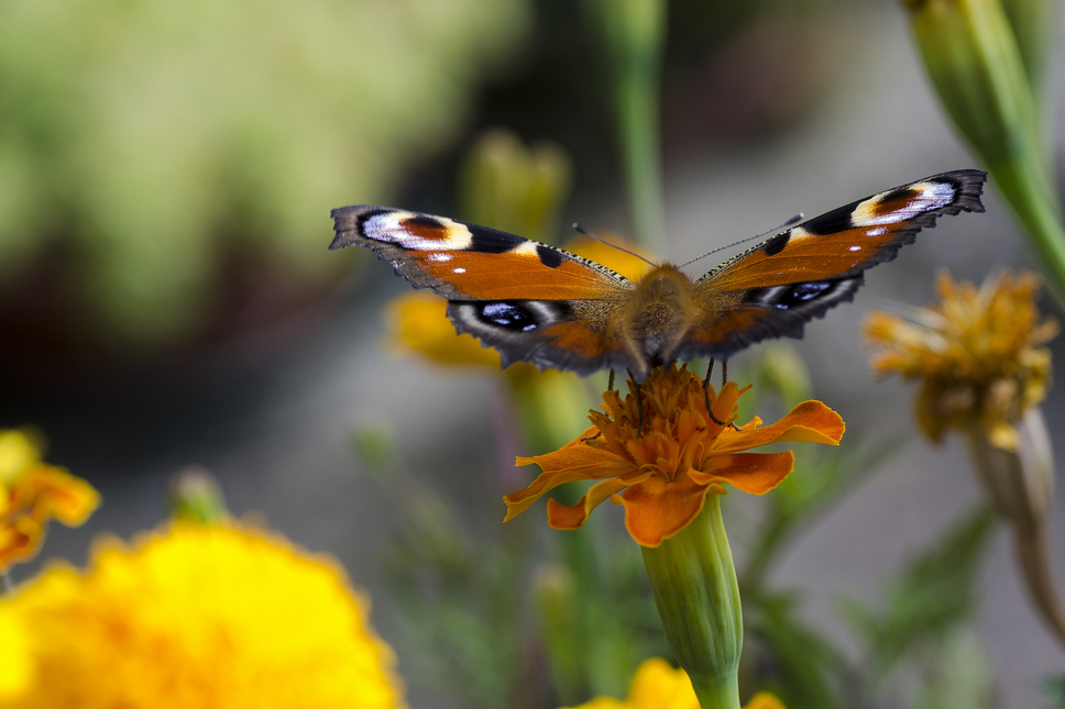 Butterfly at work – lukshots